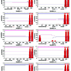Analysis of Transmembrane (TM) domains of the MaMRS2 family proteins ...