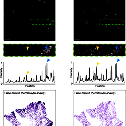 False-coloring with and without intensity-leveling.