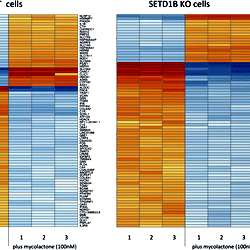 Heatmap of up- and down- regulated transcripts in WT and KO cells with ...