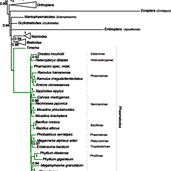 The simplified Bayesian tree inferred from the dataset PCG_nt by using ...