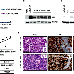 VCaP xenograft model in SCID/NCr mouse and SRG rat.