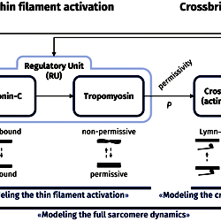 Representation of the different stages of the force generation ...