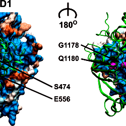 Sequence conservation between ABCB1 and ABCB11 mapped onto a structural ...
