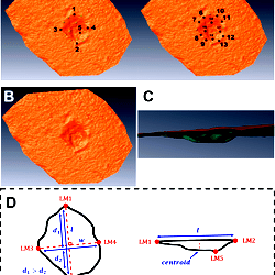 A detailed graphical description of the landmark models employed within ...