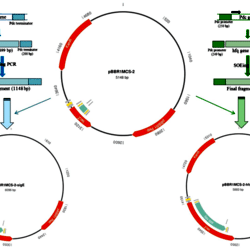 pBBR1MCS-2-sigE and pBBR1MCS-2-hfq plasmid construction.