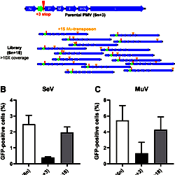 Insertional mutagenesis strategy.