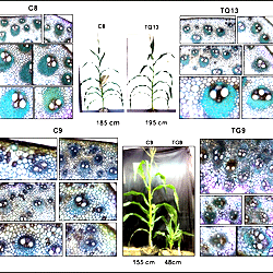 Stem internode section and plant morphological phenotypes of FAEA ...