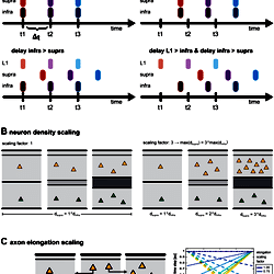 Features of the in silico model.