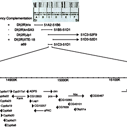 Cytogenetic map, molecular map and deficiency complementation of a69.