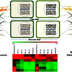 Gene expression model.