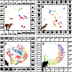 Individual identity is captured in projections for some datasets.