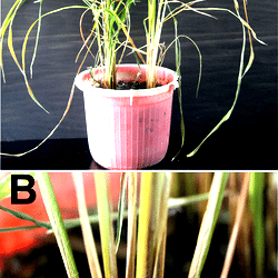 Typical rice foot rot symptoms observed after inoculation with new ...