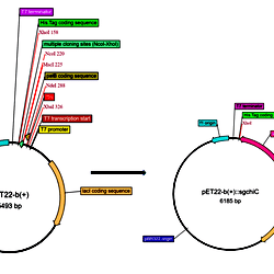 Plasmid maps showing pET22-b(+) only and pET22-b::SgChiC.