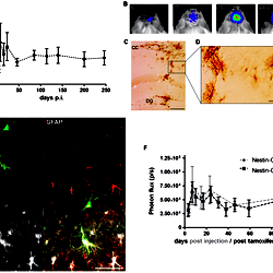 Long-term BLI of Nestin-Cre and Nestin-CreERT2 mice after injection of ...