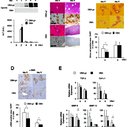 Features of DBA-g+ and DBA mice.