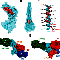 Structural comparison of the hMPV B2 F + MPV458 Fab complex.