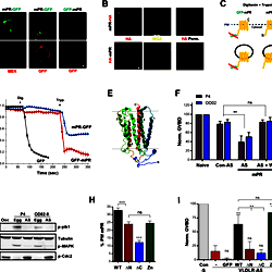 mPRβ has an opposite topology to GPCRs and is required for oocyte meiosis.