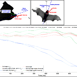 Rotational orientation of the bat using both body-based angles (roll ...