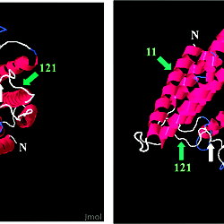 3-dimensional structure of the COI barcode region and structural ...