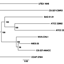 Unrooted molecular phylogenetic tree based on single-nucleotide ...