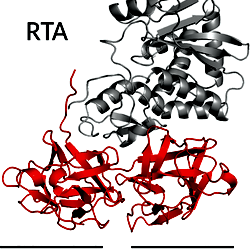 Structure of ricin’s enzymatic (RTA) and binding (RTB) subunits.