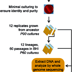 Simplified outline of PSPE.