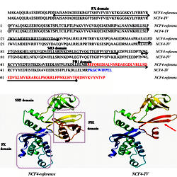 The amino acids sequence, protein structures and domains of the bovine ...