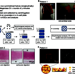 Overview of the sequential enzymatic digestion procedure for isolating ...