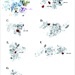 Structural view of selective pressure in orf1ab gene.