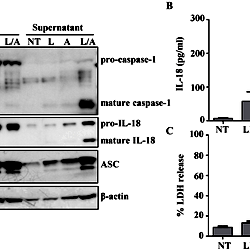 LPS/ATP treatment induces rapid release of inflammasome components and ...