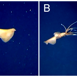 Magnapinna squid displaying raised arm behaviour.