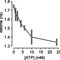 Calibration of the ATP sensor ATeam1.03YEMK in HEK293 cells.