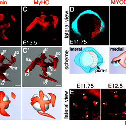 Developmental time course of EOM development.