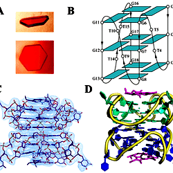 Crystal structure of the T7-NMM complex.