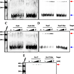 BbsR9 binds to ftsH, nuoF, and gcvT transcripts via specific GC-rich ...