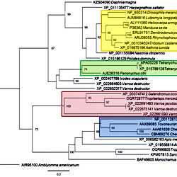 Maximum-likelihood phylogenetic tree of Vd-CHIsal protein.