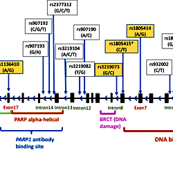 Depiction of the PARP1 gene showing the SNPs analyzed and how they map ...