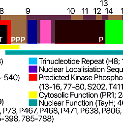 Schematic diagram of AUTS2 displaying previously annotated regions.