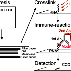 Immuno-northern blotting protocol.