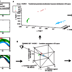 Automated genotyping procedure.