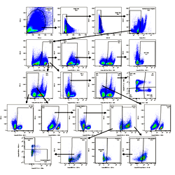 Gating strategy to identify individual cell types isolated from blood ...
