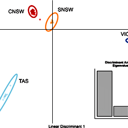 DAPC result for P. taeniolatus. Discriminant analysis of principal ...