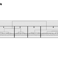 Dendrogram of the cluster analysis and the marked four cluster.
