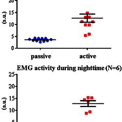 Individual values of the mean rectified EMG activity for any lemur and ...