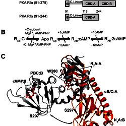 Construct design and architecture of PKA RIα.
