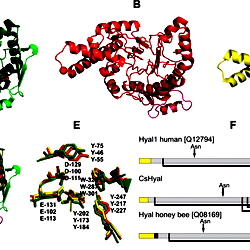 Structural comparison of different Hyals.