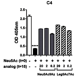 CMP-Neu5Ac9Az and CMP-Leg5Ac7Ac interfere with inhibition of the ...