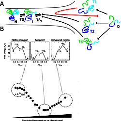 Position of rate-limiting transition state changes with protein stability.