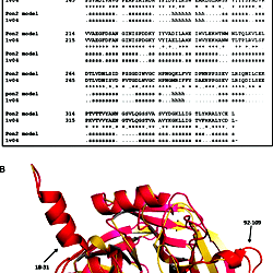 Structural sequences alignment between PON1 and PON2 (A) and their N ...