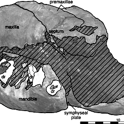 Oblique anterior view of the rostrum and mandibles of Albicetus ...